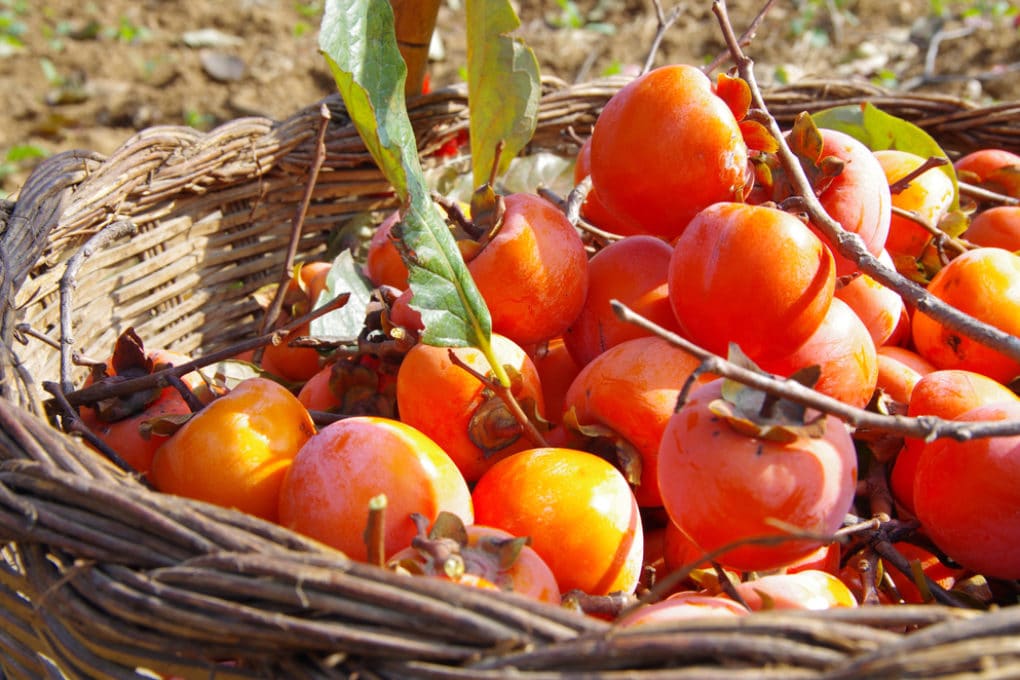 Persimmon Fruit Season » Top Timing Tips