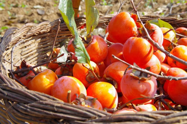 Where Do Persimmons Grow Best? - Garden.eco