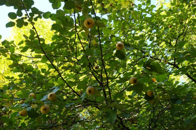 Quince Growing Conditons » Top Facts & Tips