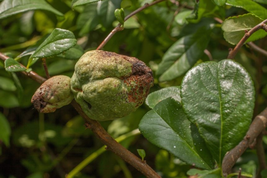 Pear Rust » Tips on Identification & Control
