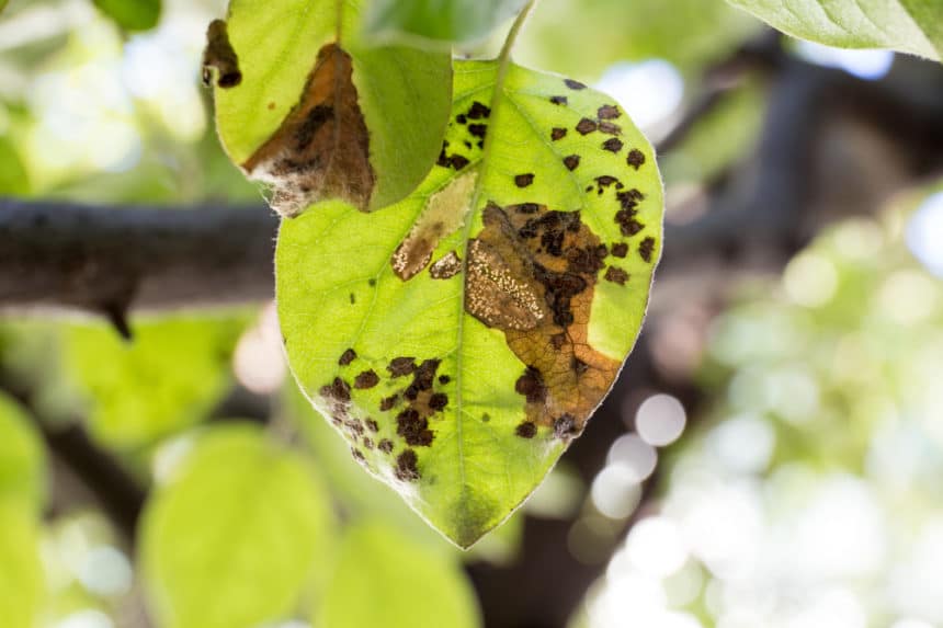 Bradford Pear Tree Diseases Tips On Identification And Control