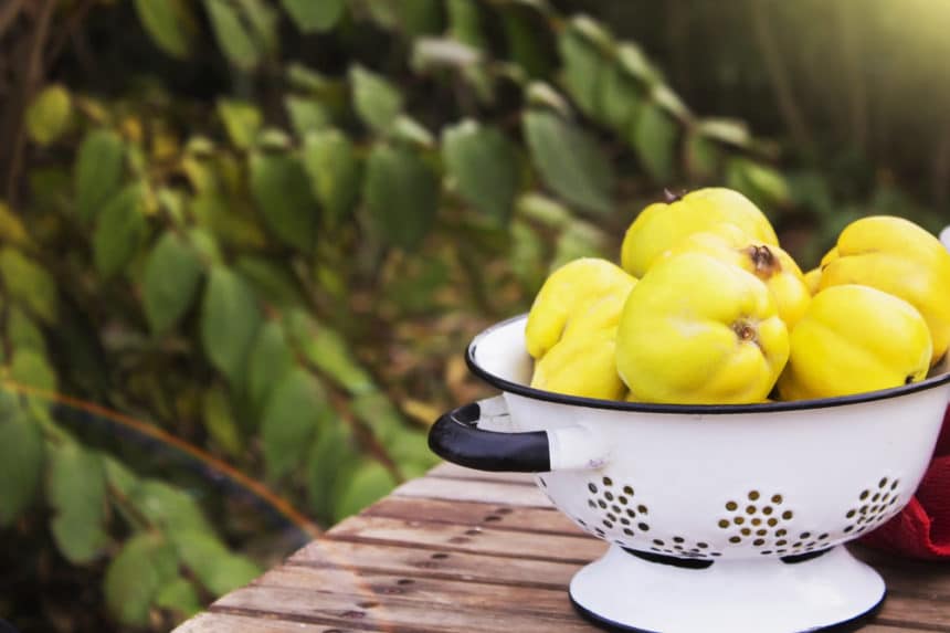 When Do Quince Ripen? In Their Own Not-So-Sweet Time! - Garden.eco