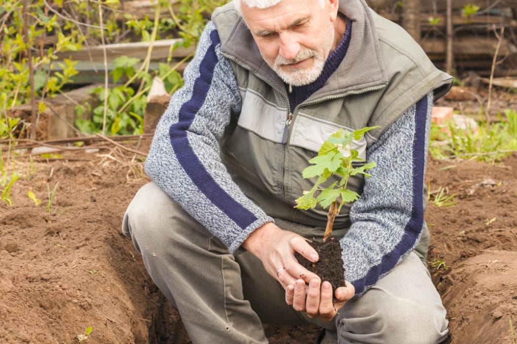 How to Plant Baby Tears as a Ground Cover - Garden.eco