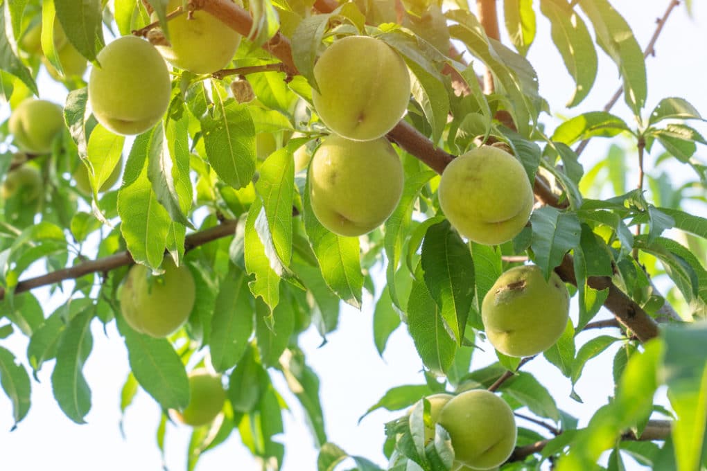 When Do Peach Trees Bloom? » All the Facts