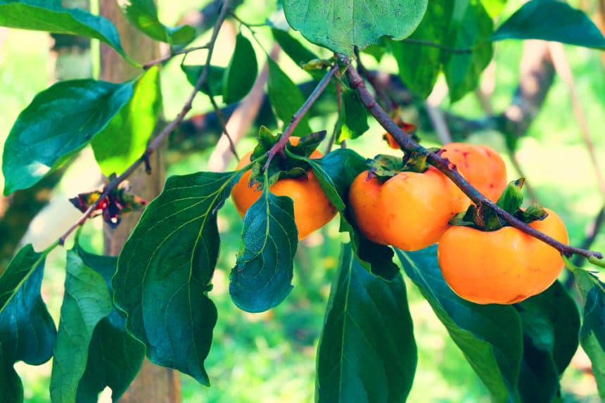 Where Do Persimmons Grow Best? - Garden.eco
