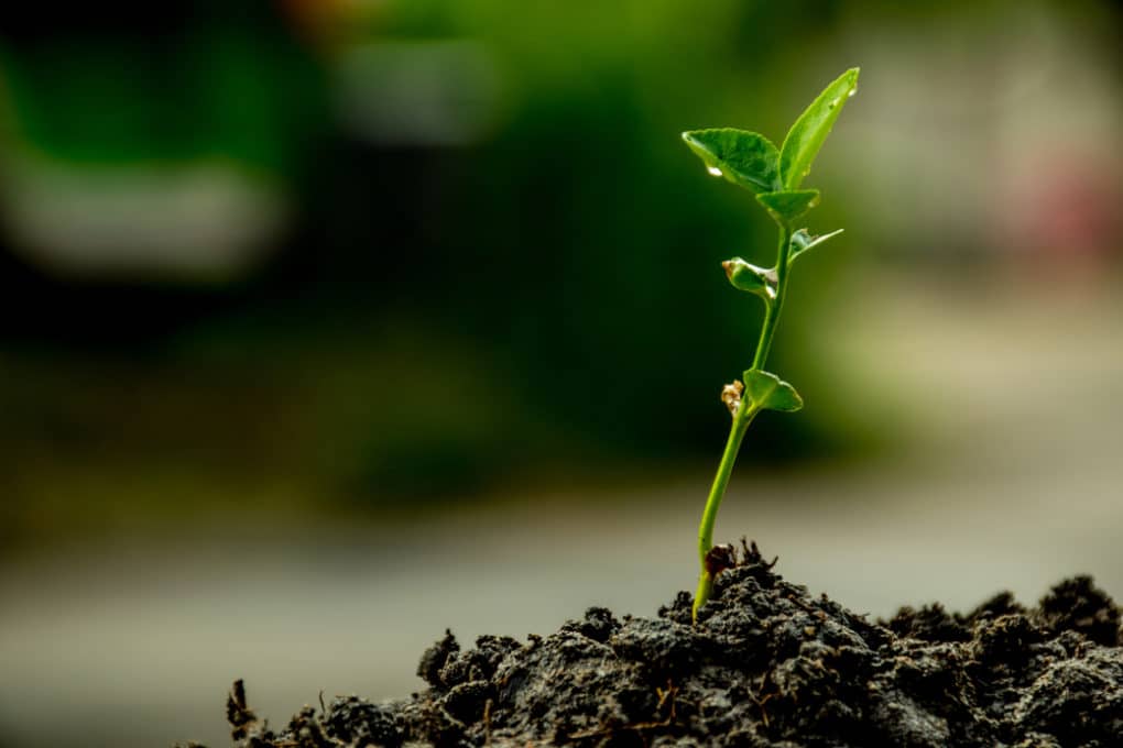 Why Do Lime Trees Have Thorns? - Garden.eco