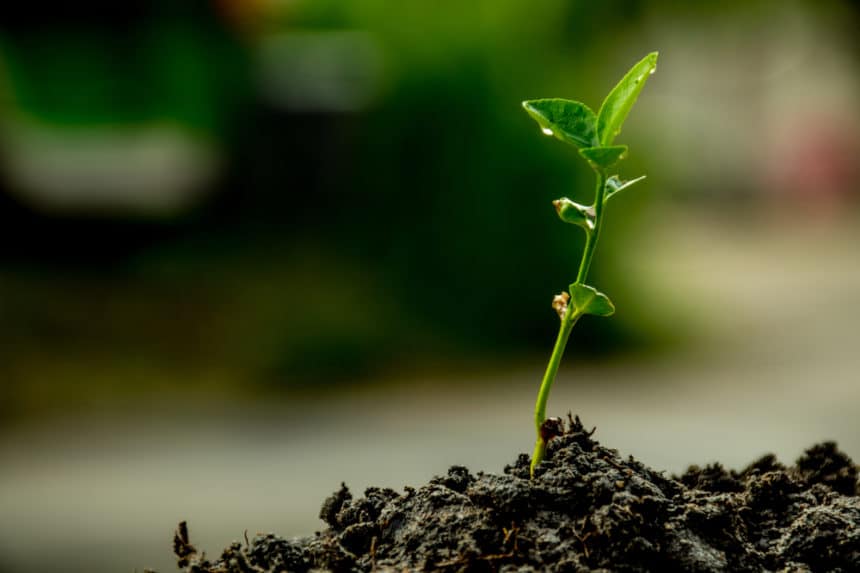Why Do Lime Trees Have Thorns? - Garden.eco