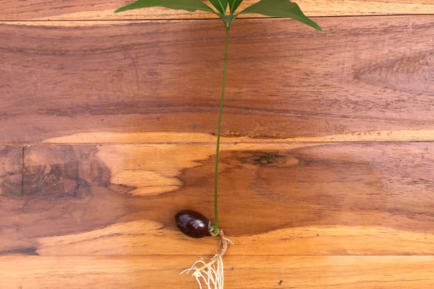 How to Grow Lychee from Seeds » Top Tips