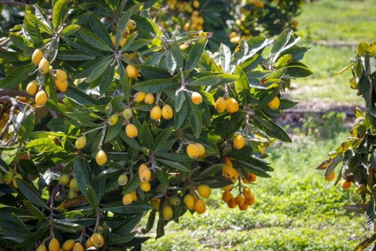 Loquat Fruit & Everything You Need to Know