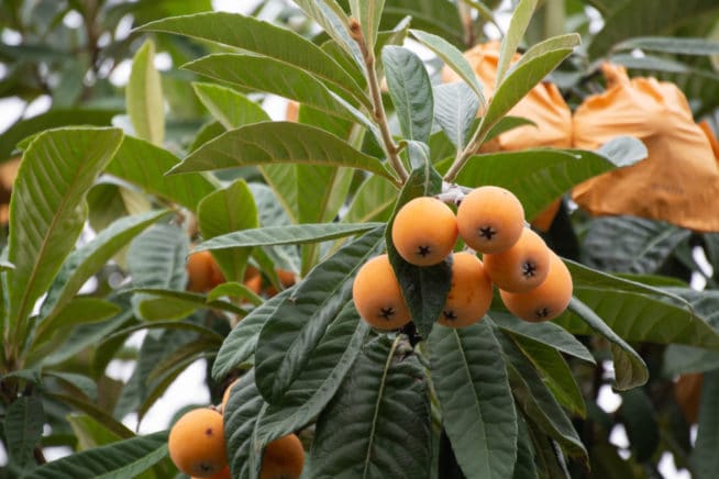 Loquat Fruit & Everything You Need to Know