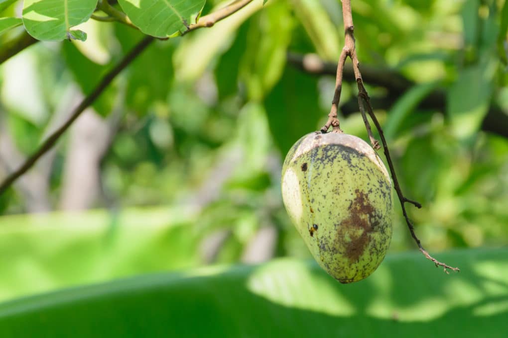 Do Mangoes Grow on Trees? » Top Facts