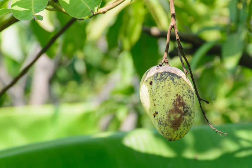 Mango Tree Care Tips On Keeping Things Healthy 