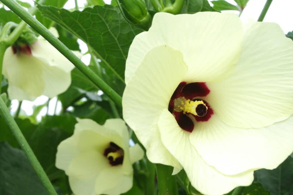 Okra Spacing » Tips on Giving it Elbow Room