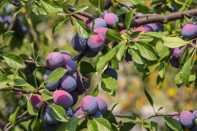 How to Ripen Plums » Top Tips