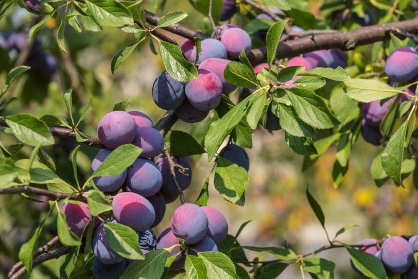 How to Ripen Plums » Top Tips