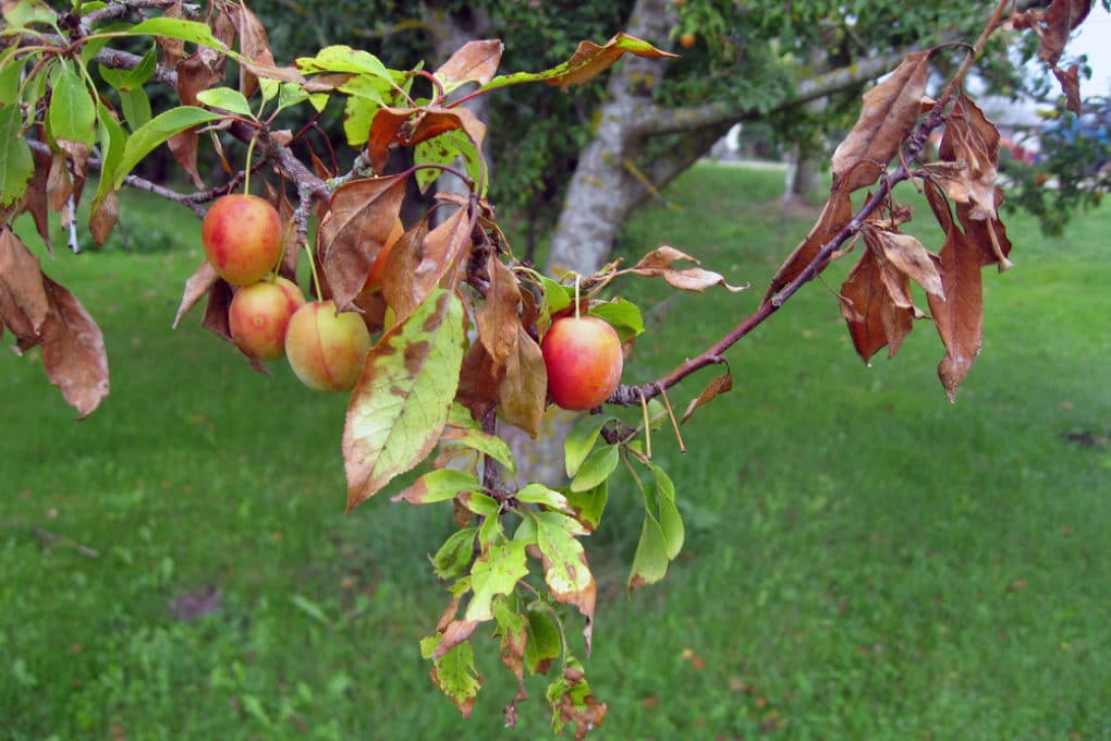 Bradford Pear Tree Diseases » Tips on Identification & Control