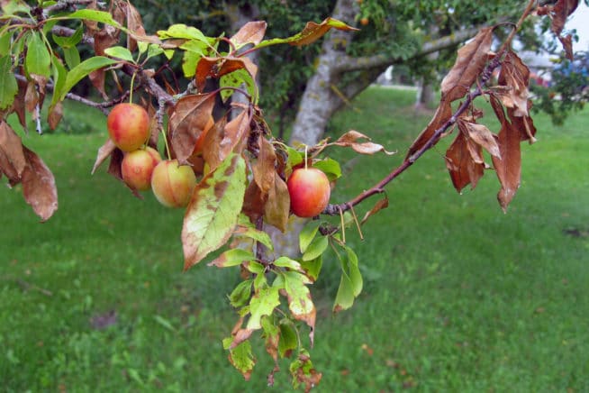 How to Ripen Plums » Top Tips