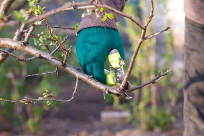 Plum Tree Care Top Tips