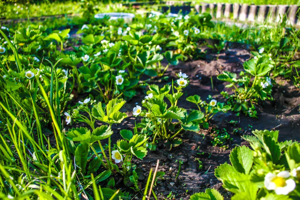 Growing Strawberries as a Groundcover - Garden.eco