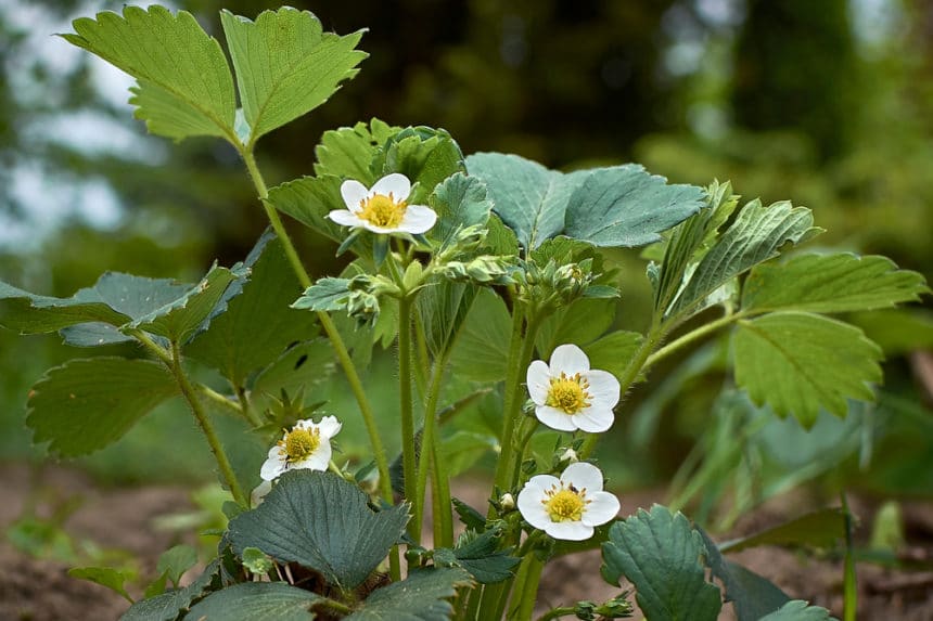 Growing Strawberries as a Groundcover - Garden.eco