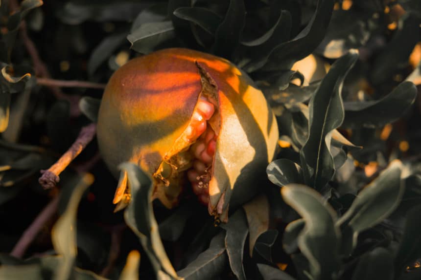 Where Do Pomegranates Grow? » All the Facts