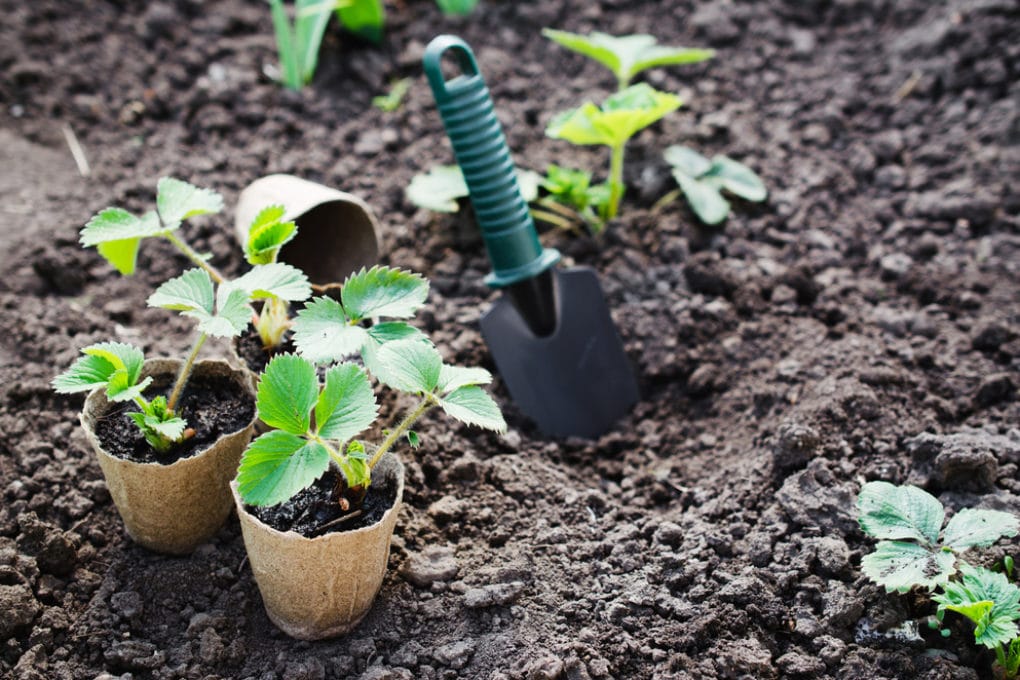 Pruning Strawberries » Top Trimming Tips