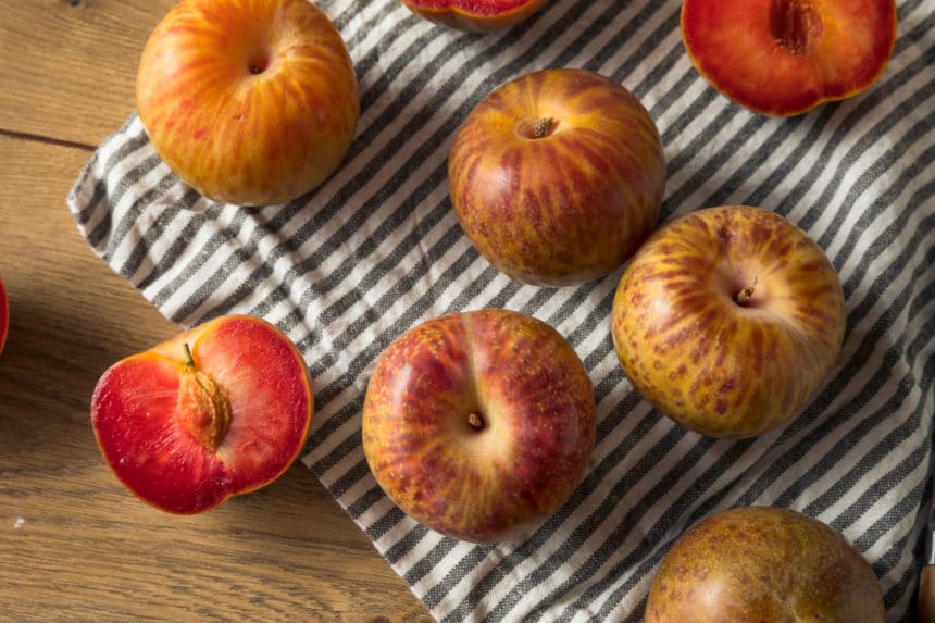 Growing Pluots and Other Plum/Apricot Hybrids - Garden.eco