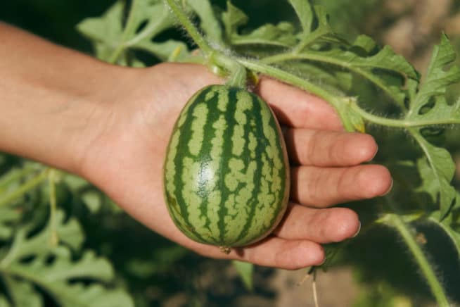 Watermelon Spacing » Give Them Room to Grow!