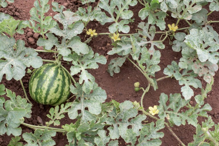 Why is My Watermelon Yellow? » Tips & Facts on Yellow Watermelons