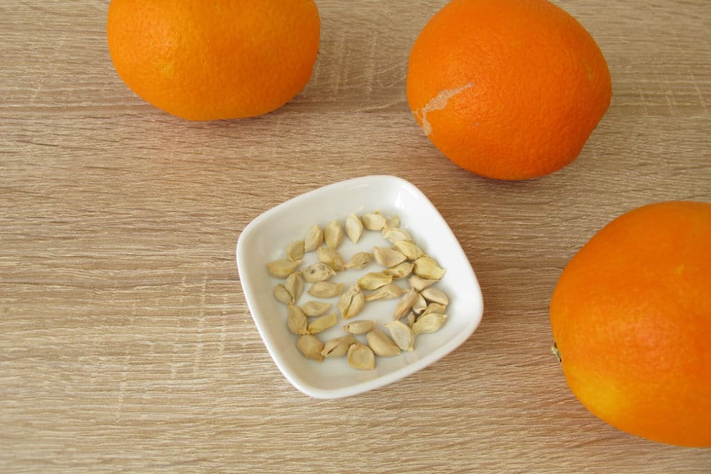How to Plant Orange Seeds the Easy Way - Garden.eco How to Plant Orange Seeds the Easy Way - Garden.eco