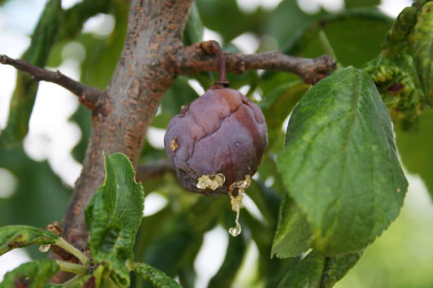 Plum Tree Diseases, Pests, and Other Problems - Garden.eco