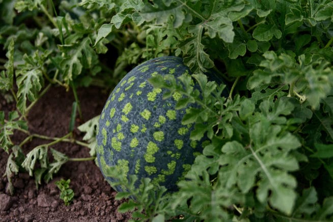 Why is My Watermelon Yellow? » Tips & Facts on Yellow Watermelons