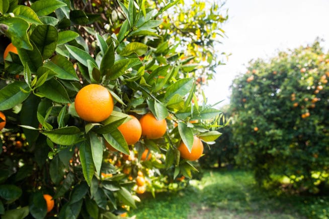 When are Oranges in Season? » Top Facts & Tips
