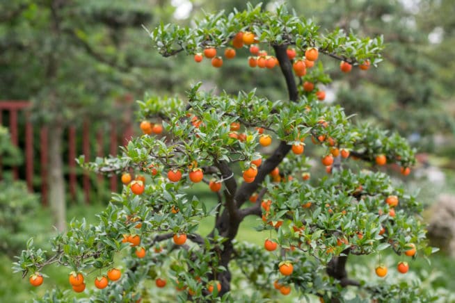 When Do Orange Trees Bloom? » Top Facts