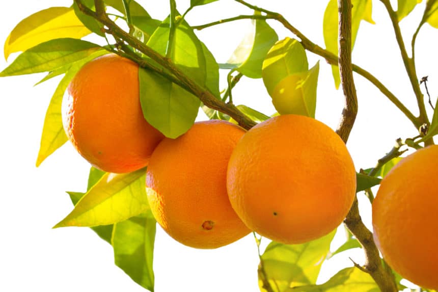 Green Oranges » Top Facts & Tips