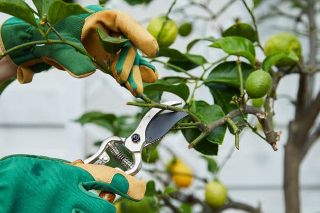 How to Prune a Lemon Tree » Top Tips & Facts