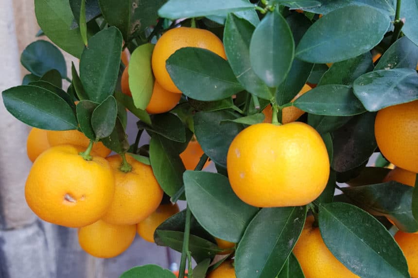When Do Orange Trees Bloom? » Top Facts