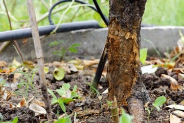 Lemon Tree Disease » Tips on Identifying & Treatment