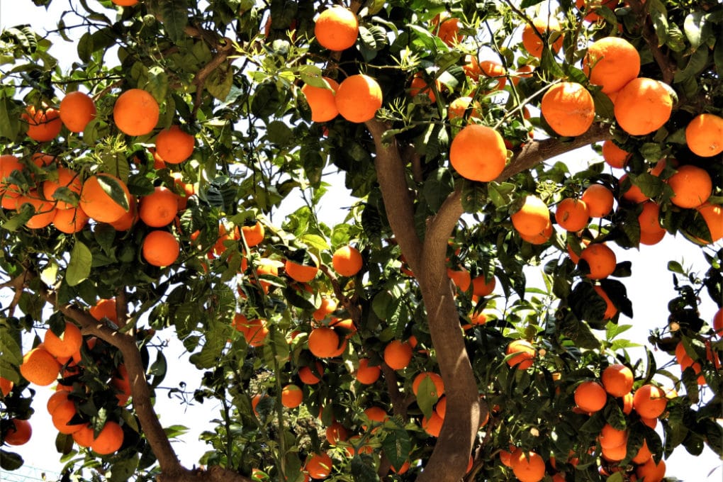 When Do Orange Trees Bloom? » Top Facts