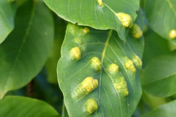 Orange Tree Diseases » Top Tips & Facts
