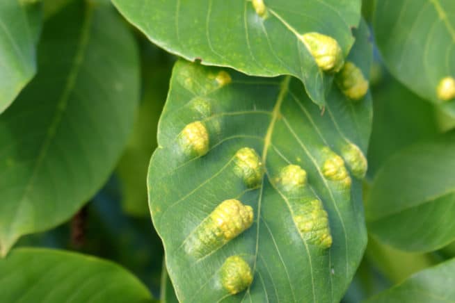 Avocado Tree Diseases » Tips on Identification & Control
