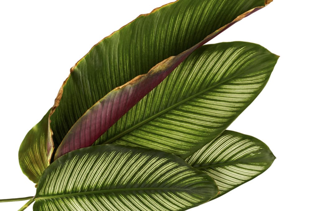 Calathea Care Indoors and Outside