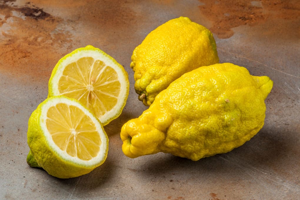 How to Pick Lemons » Top Harvesting Tips