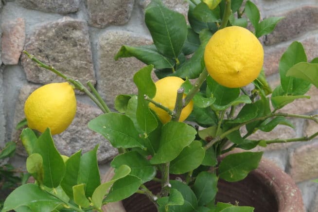 Lemon Tree Disease » Tips on Identifying & Treatment