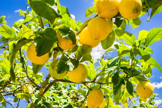 Do Lemon Trees Have Thorns? » Top Facts