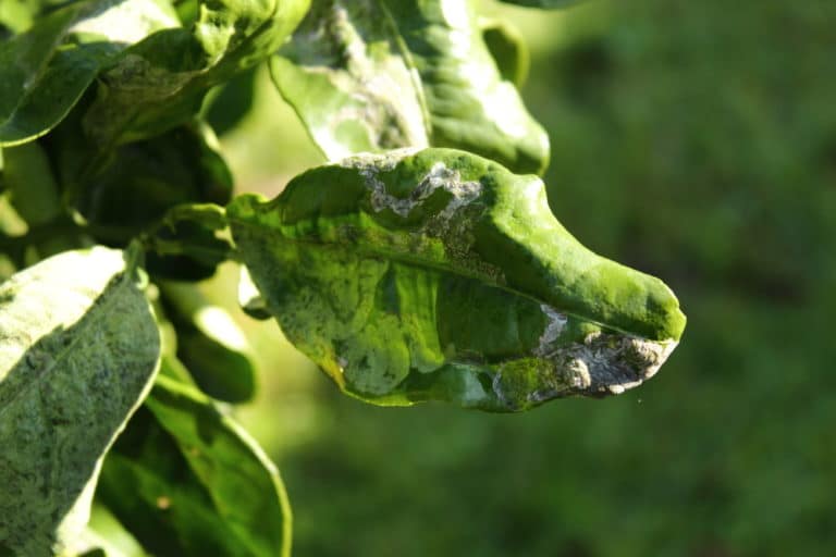 Lemon Tree Losing Leaves » Tips on Causes & Solutions
