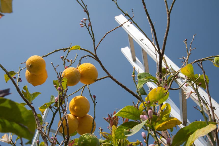 Lemon Tree Losing Leaves » Tips on Causes & Solutions Lemon Tree Losing Leaves » Tips on Causes & Solutions