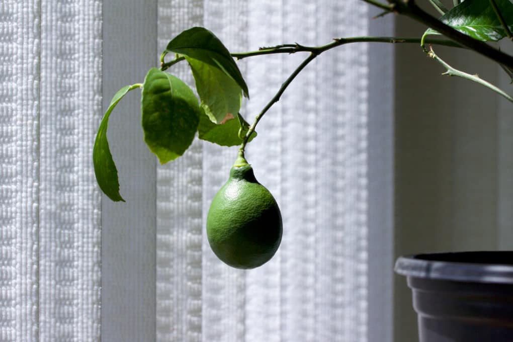 Lemon Tree Disease » Tips on Identifying & Treatment