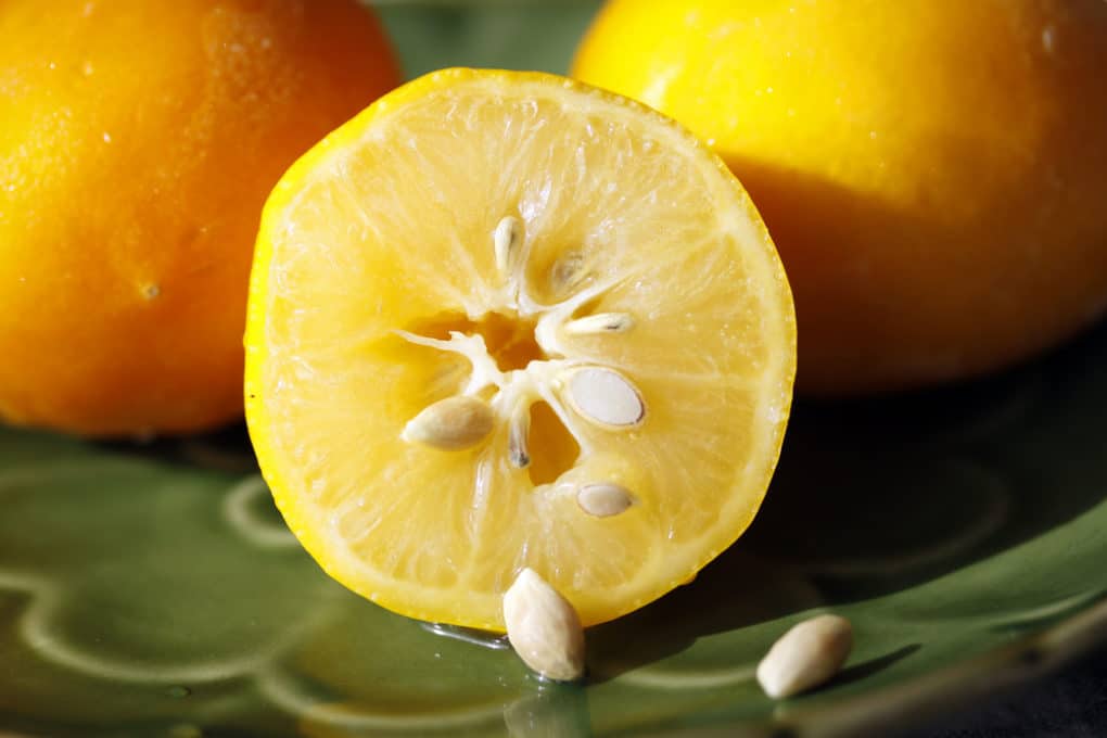 How to Pick Lemons » Top Harvesting Tips