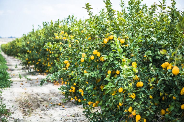 How to Pick Lemons » Top Harvesting Tips